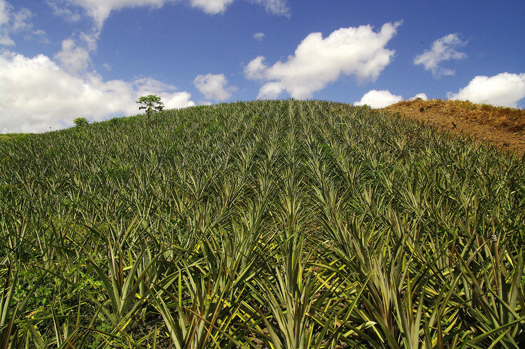 Sustainable Infrastructure with Plant Fibers | Graham Sustainability ...